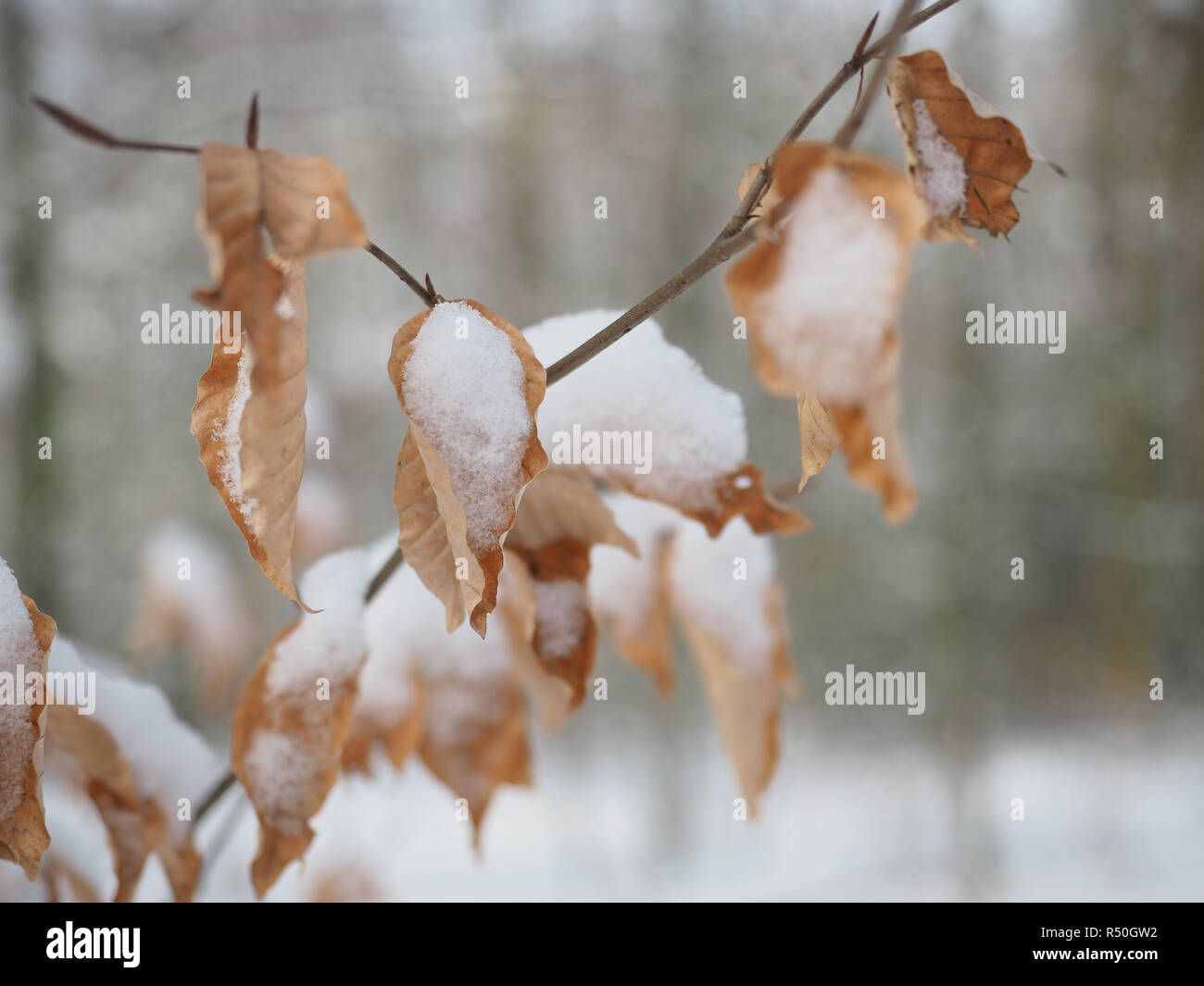 snow on leaves Stock Photo - Alamy