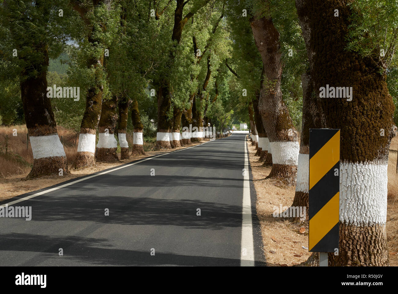 Road tunnel of trees Stock Photo - Alamy