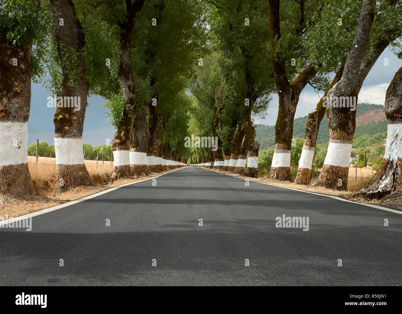 Road between trees Stock Photo - Alamy