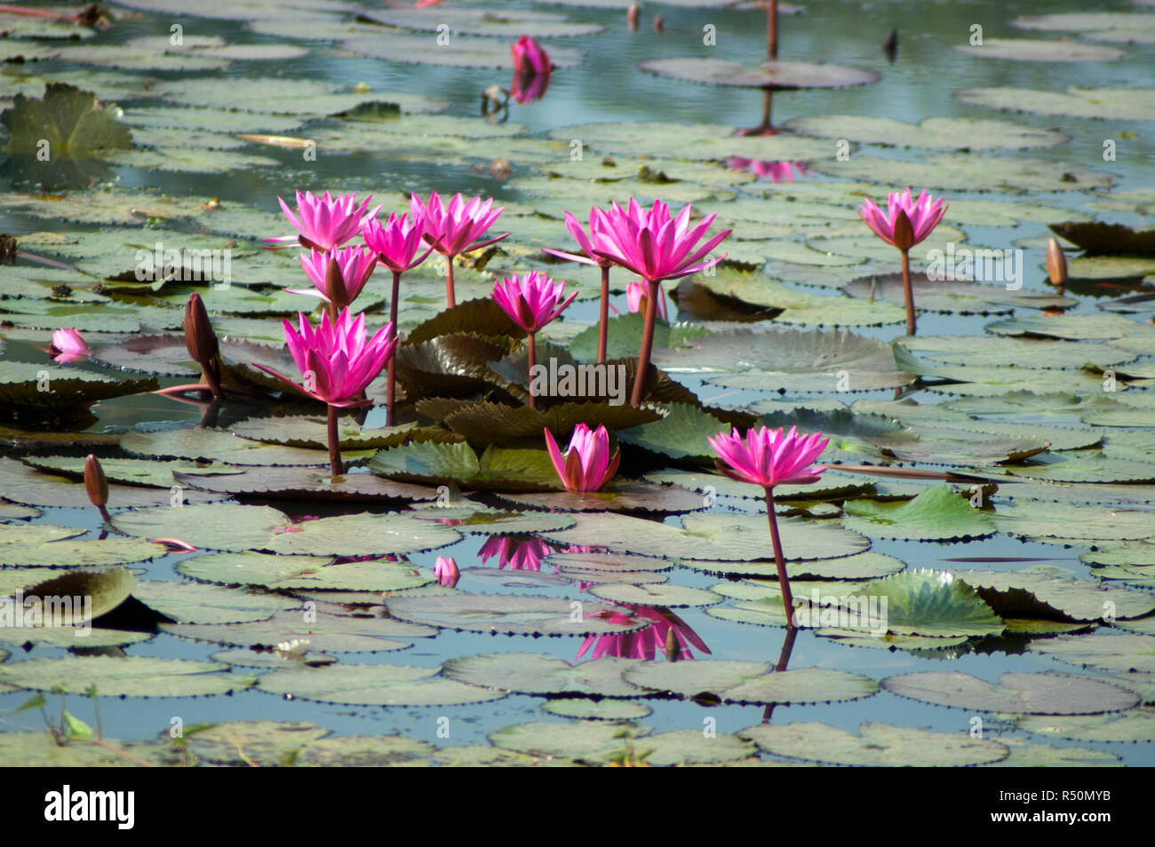 How to make shapla flower hi-res stock photography and images - Alamy