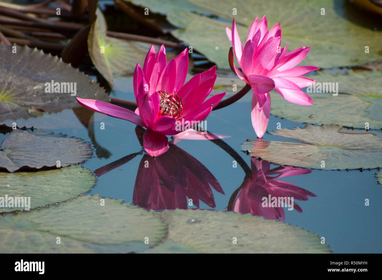 Shapla flowers hi-res stock photography and images - Alamy