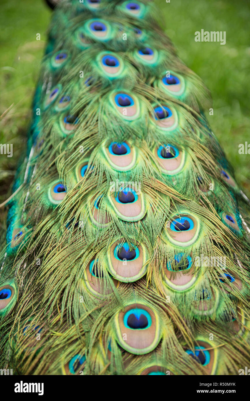 peacock feathers close up Stock Photo - Alamy