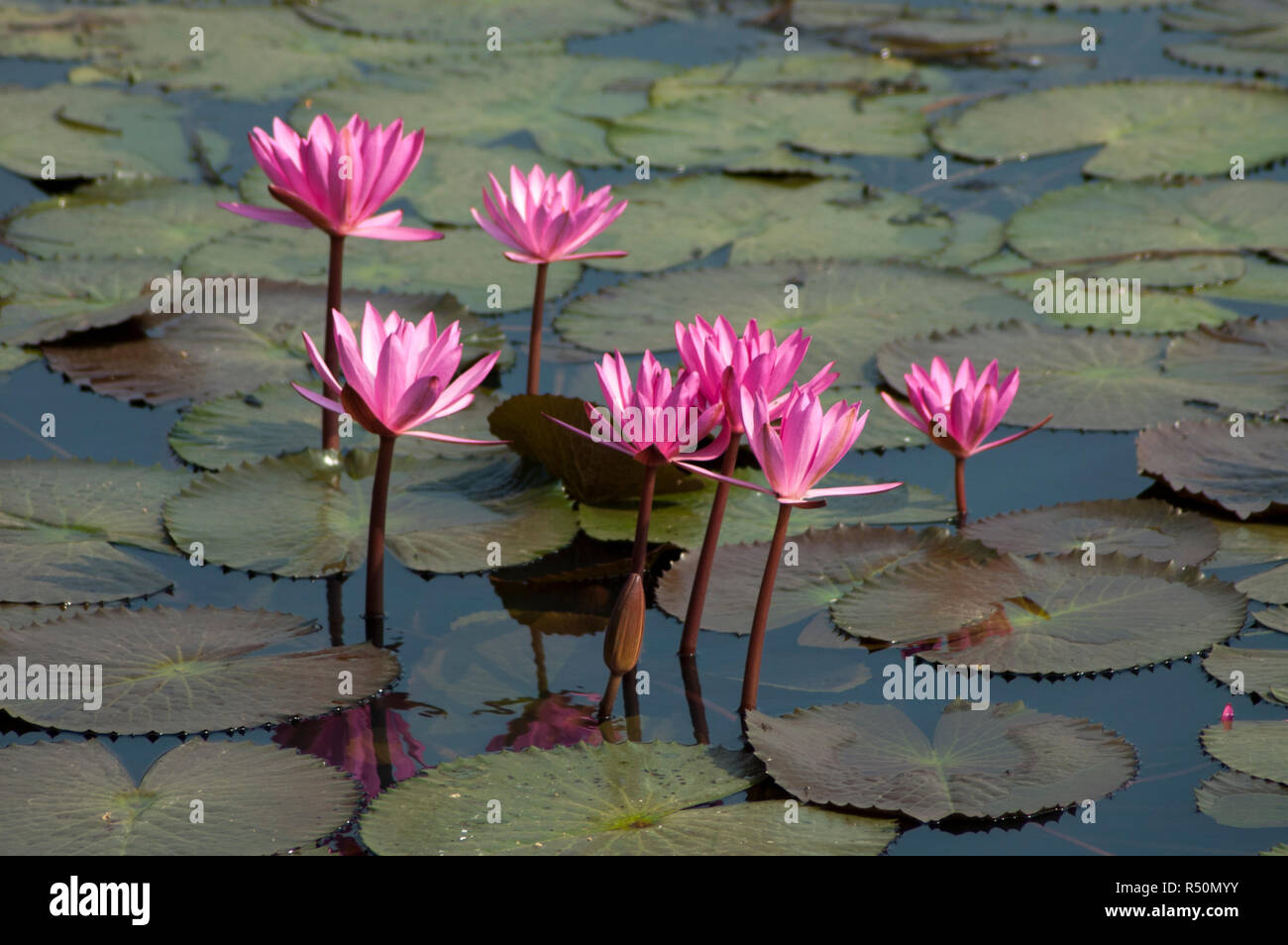 Nymphaea rubra also know as Red Water Lily, Lal Shapla. Dhaka ...