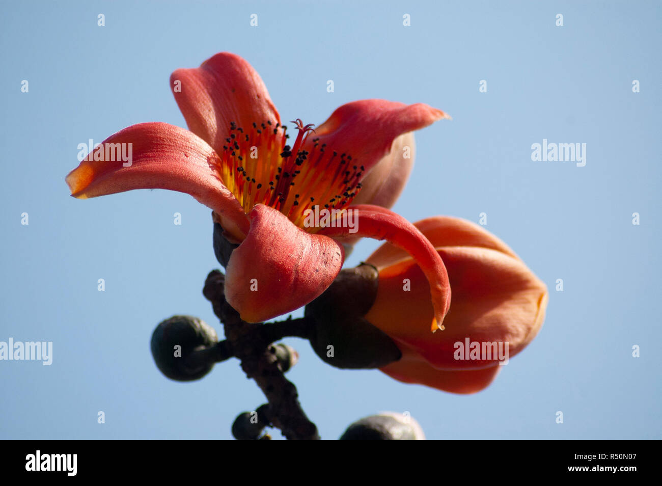 Beauty of bombax ceiba flowers hi-res stock photography and images - Alamy