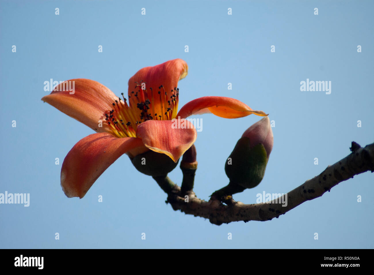 Silk Cotton also know as Bombax ceiba, Shimul Flower. Dhaka, Bangladesh Stock Photo - Alamy