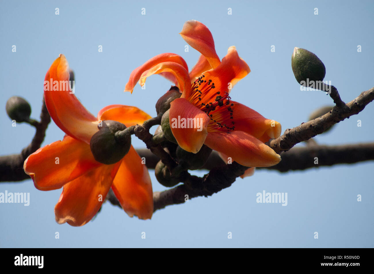 Bombax hi-res stock photography and images - Alamy
