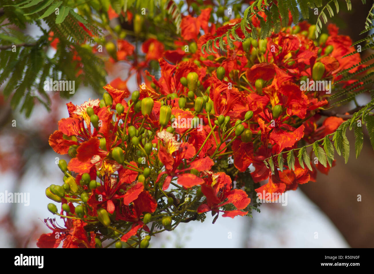 Gulmohar tree flowers hi-res stock photography and images - Alamy