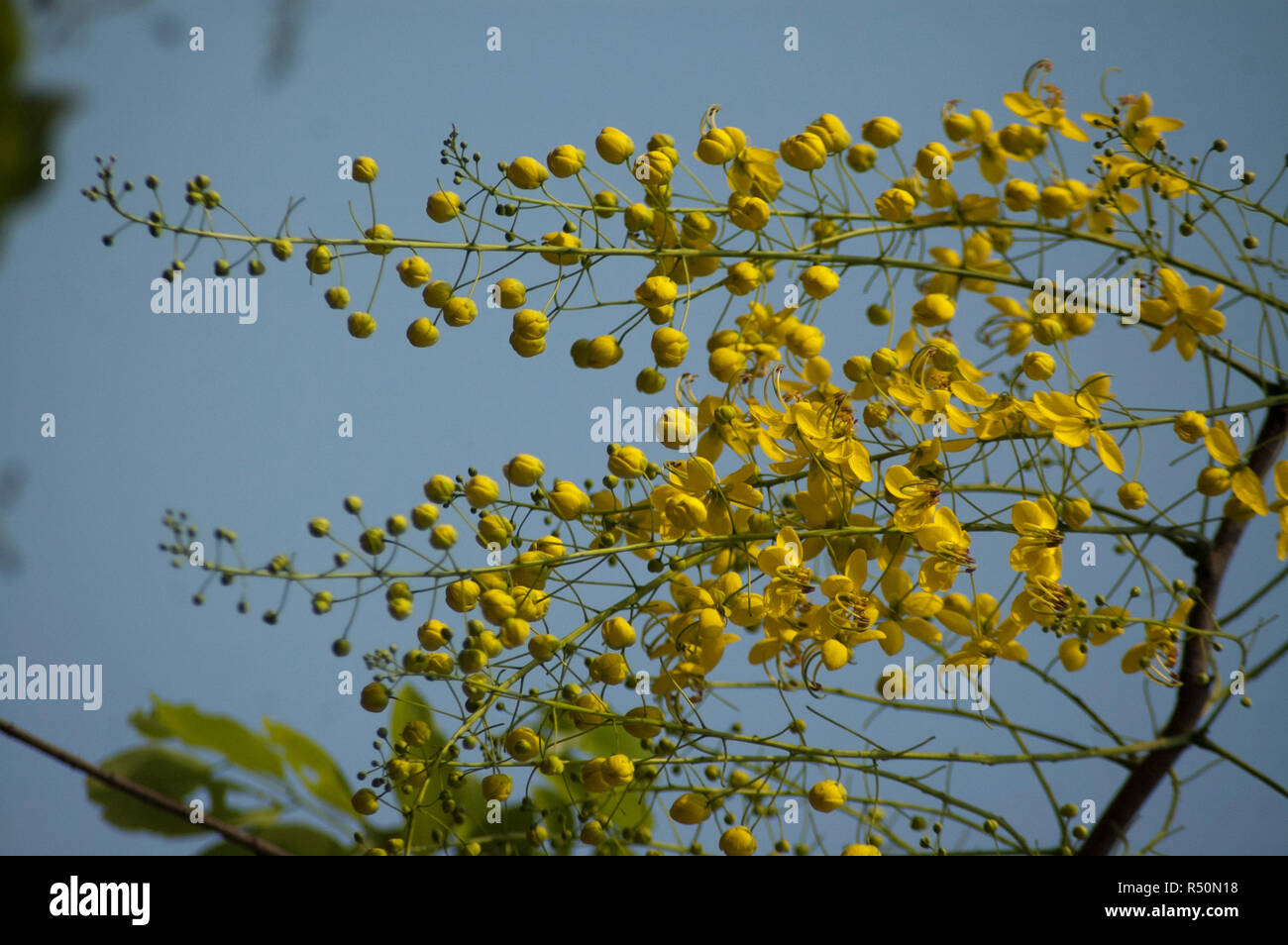 Sonalu flower hi-res stock photography and images - Alamy