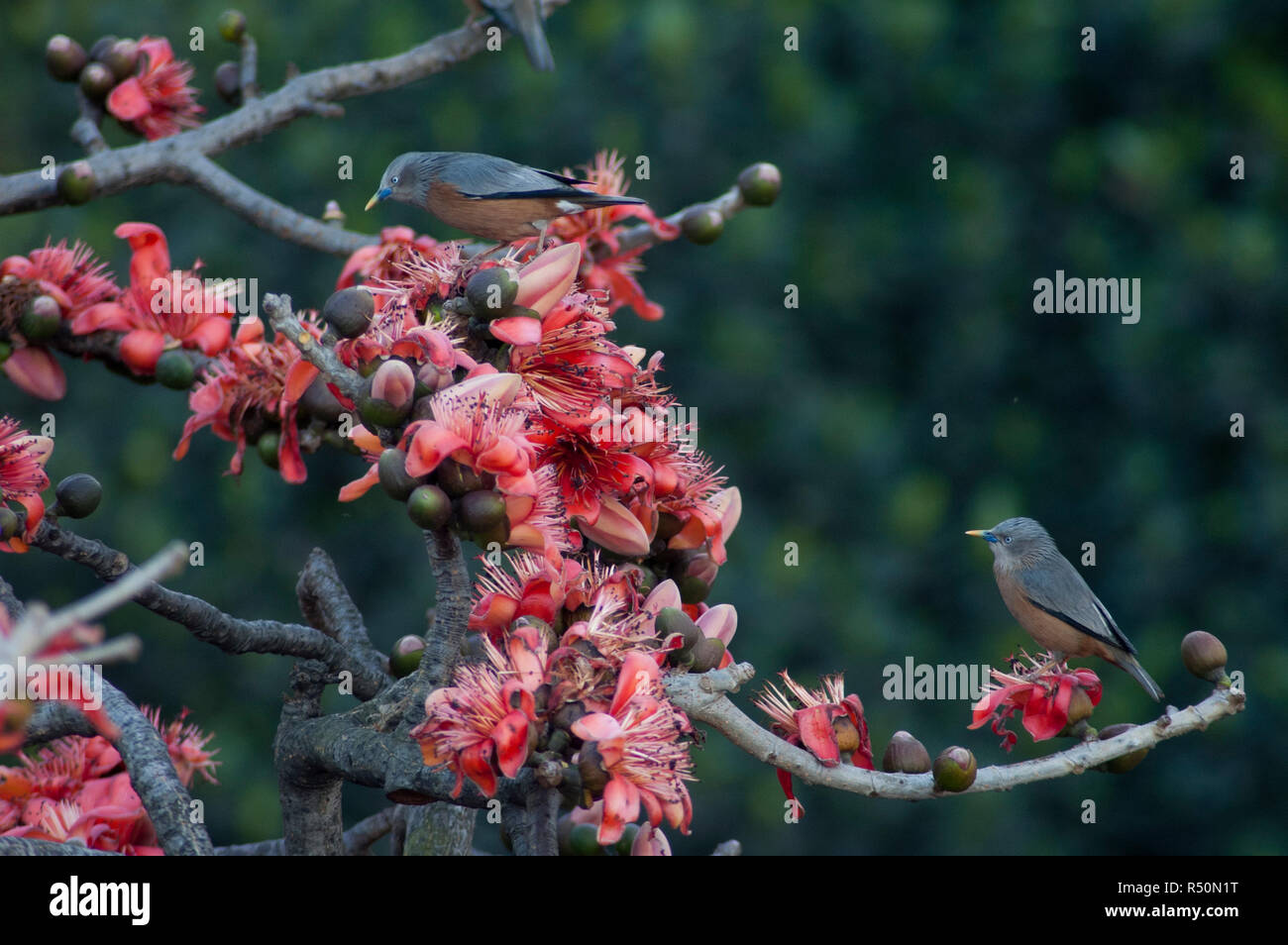 Indian bombax hi-res stock photography and images - Alamy