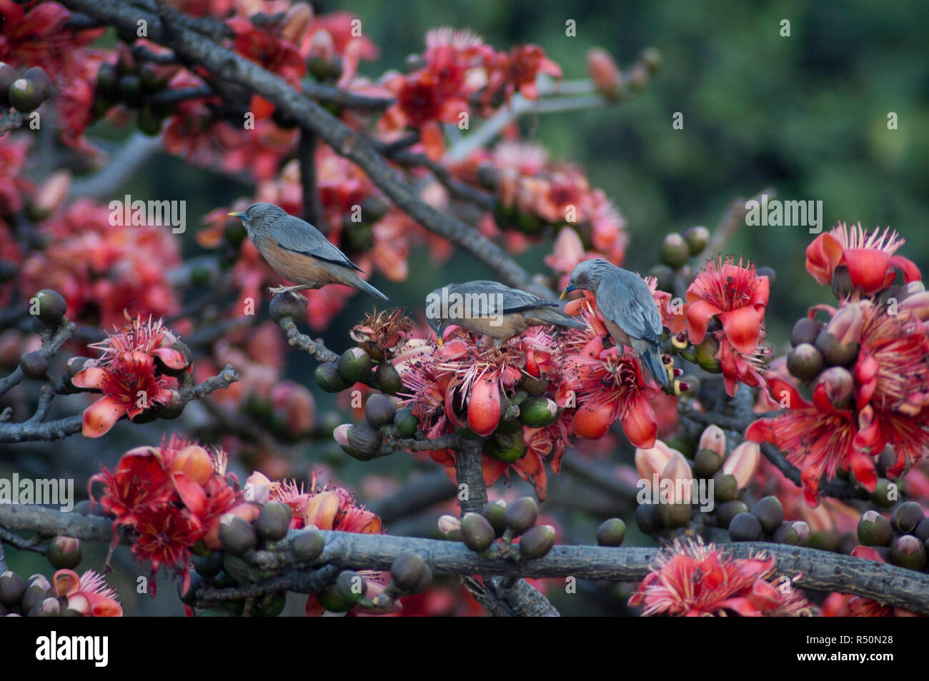 Birds perching on the Silk Cotton tree also know as Bombax ceiba ...