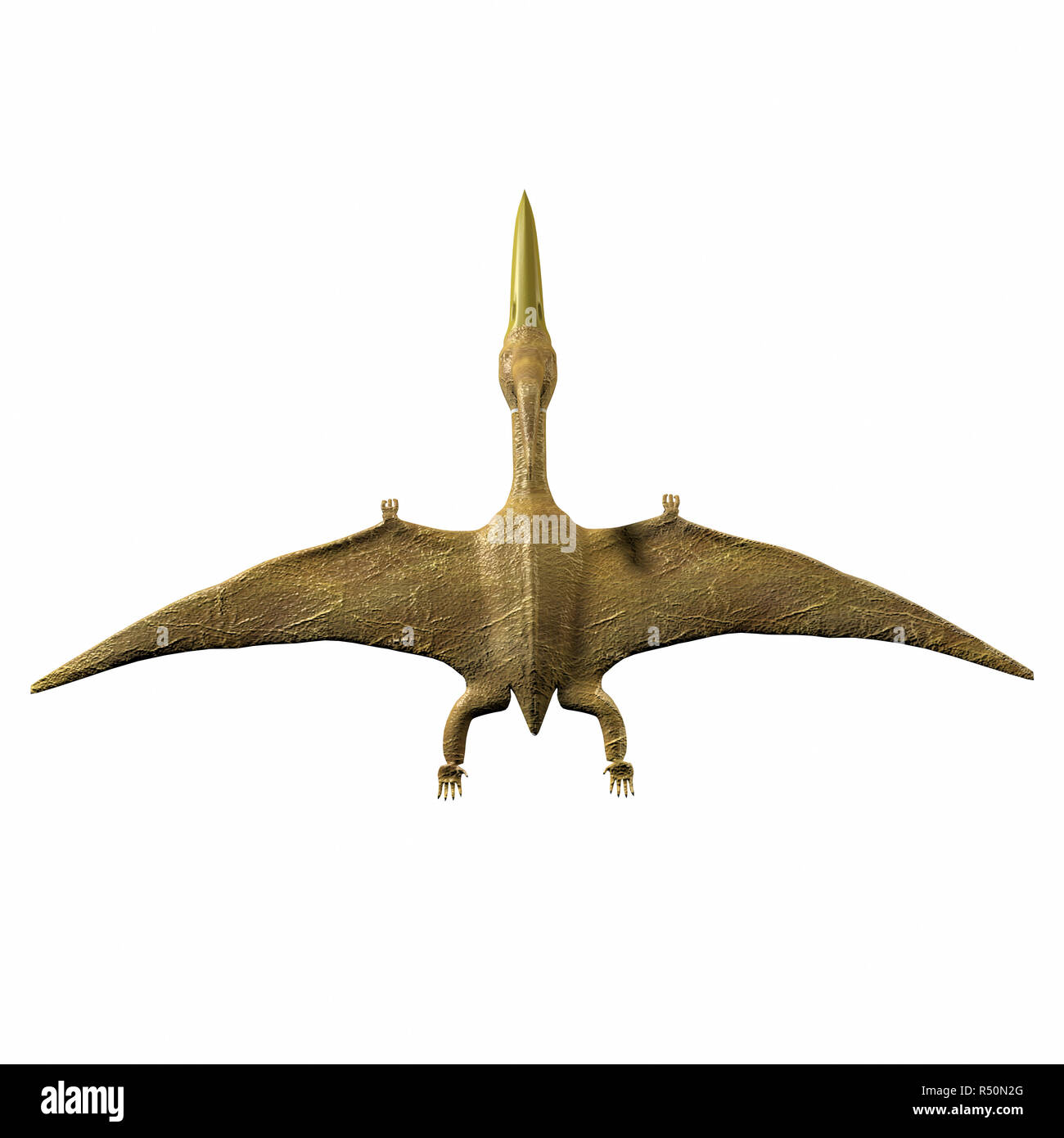 pteranodon sarier released in flight Stock Photo - Alamy