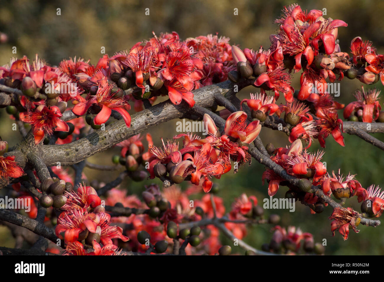 Bombax hi-res stock photography and images - Alamy