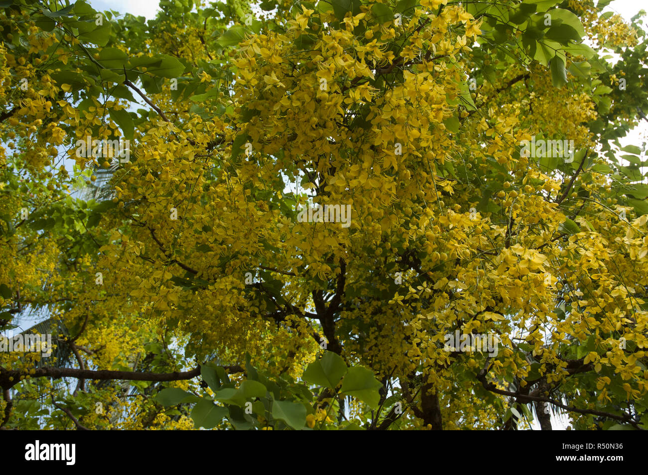Golden shower tree also known as Indian Laburnum, Sonalu, Sonali ...