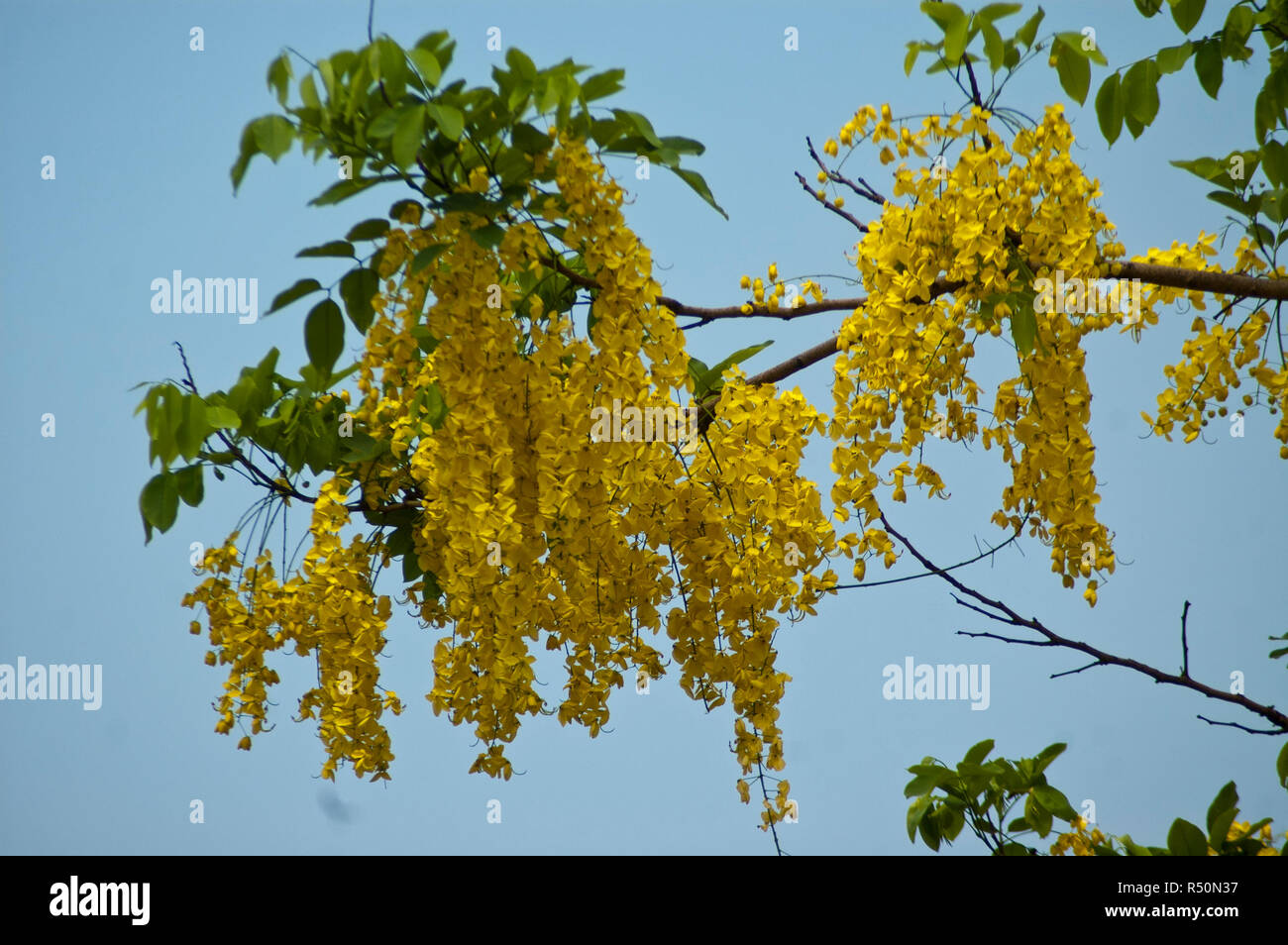 Golden shower tree also known as Indian Laburnum, Sonalu, Sonali. Botanical name: Cassia fistula ...