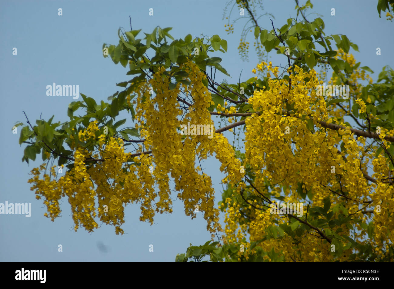 Sonalu flower hi-res stock photography and images - Alamy