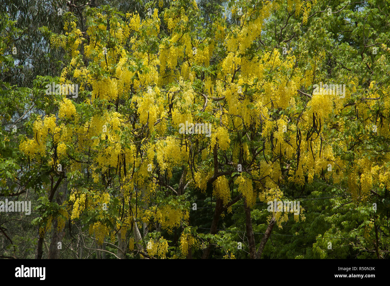 Golden Shower Tree Also Known As Indian Laburnum Sonalu Sonali