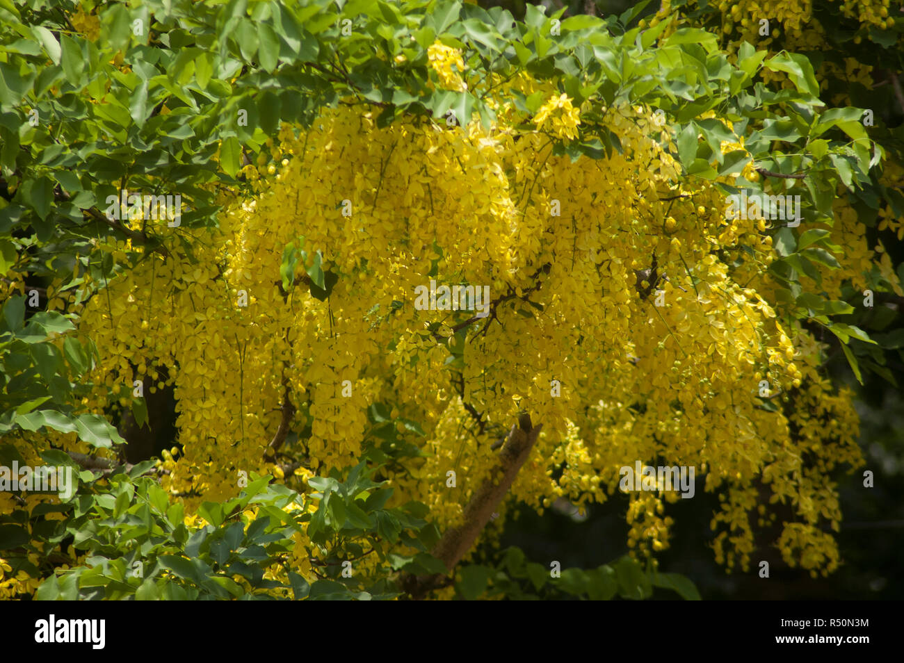 Sonalu flower hi-res stock photography and images - Alamy