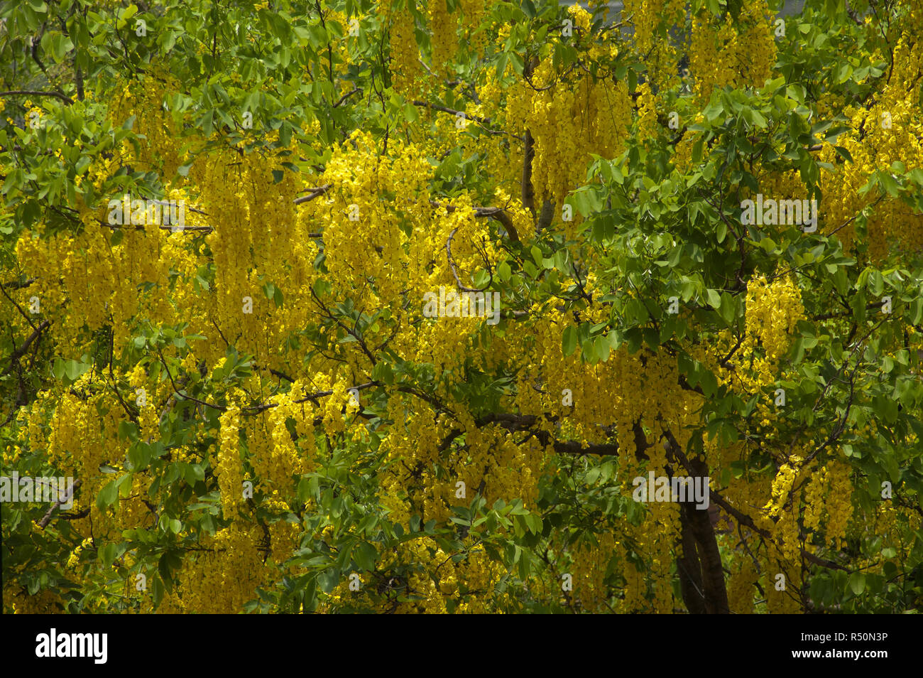 Golden Shower Tree Also Known As Indian Laburnum Sonalu Sonali