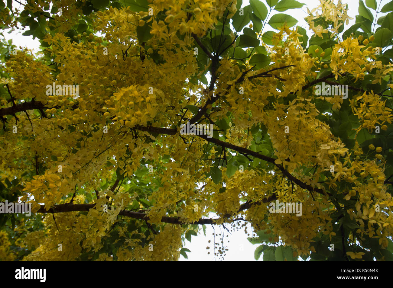 Golden Shower Tree Also Known As Indian Laburnum Sonalu Sonali
