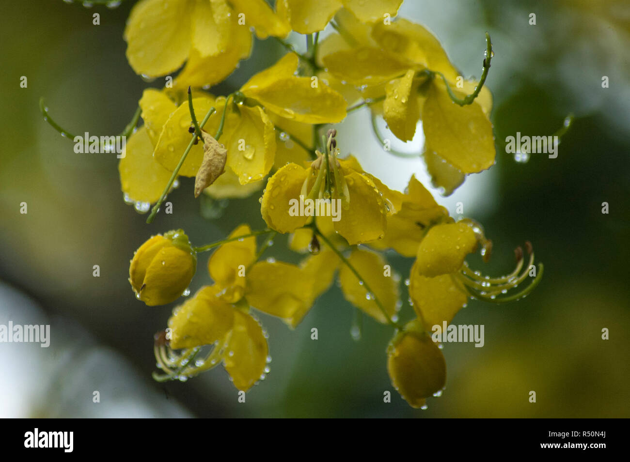 Golden Shower Tree Also Known As Indian Laburnum Sonalu Sonali