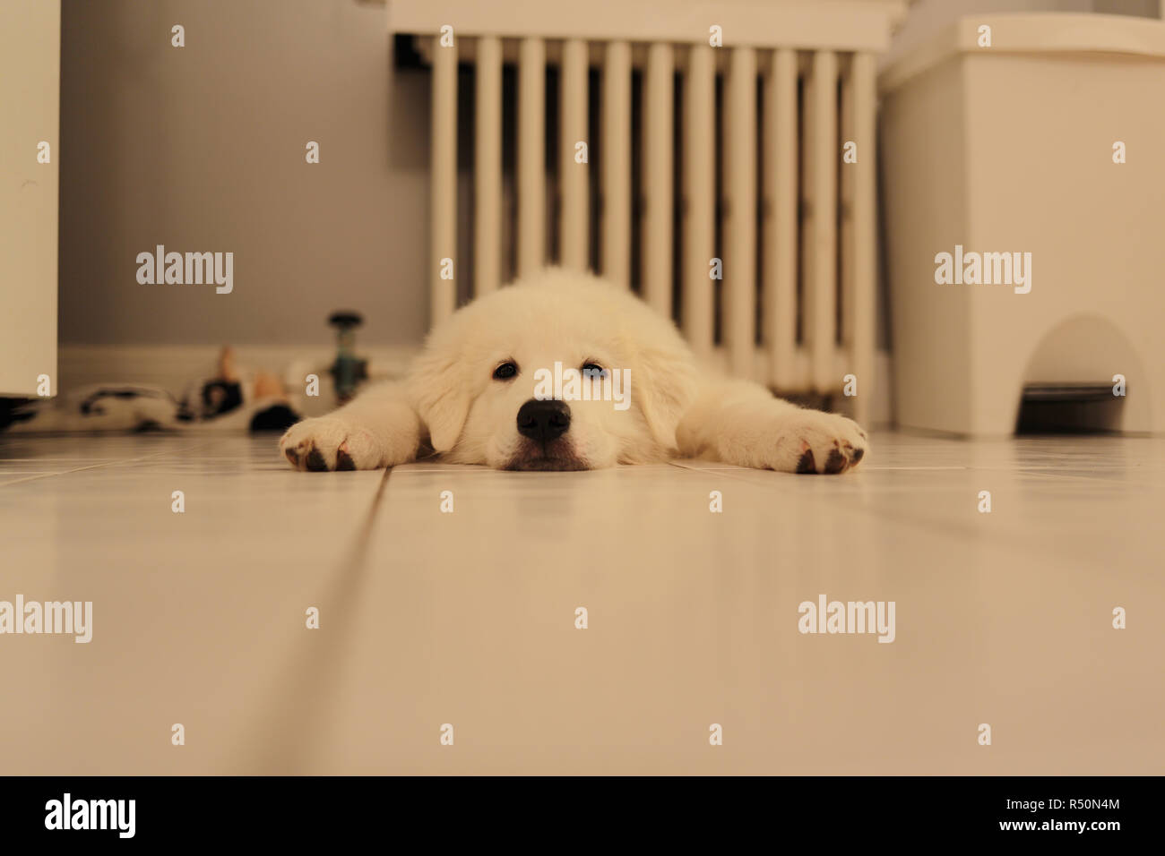 Great Pyrenees mix puppy splooting on the floor Stock Photo - Alamy