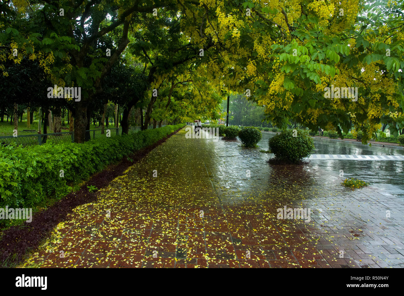 Golden shower tree also known as Indian Laburnum, Sonalu, Sonali ...
