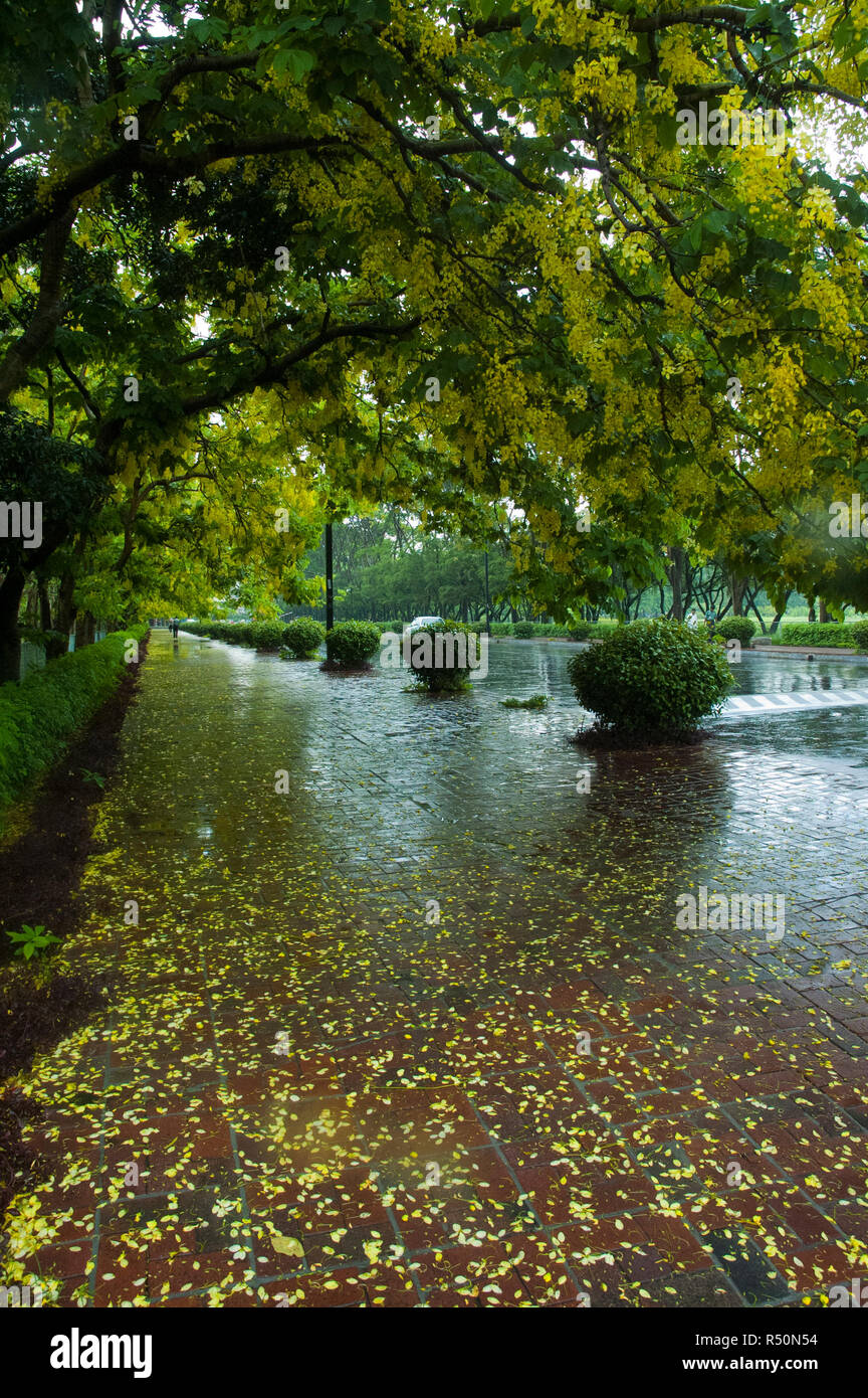 Golden Shower Tree Also Known As Indian Laburnum Sonalu Sonali