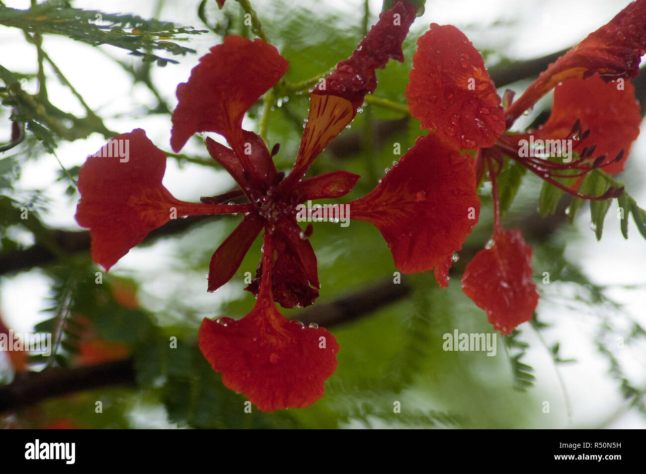 Krishnachura flower hi-res stock photography and images - Alamy