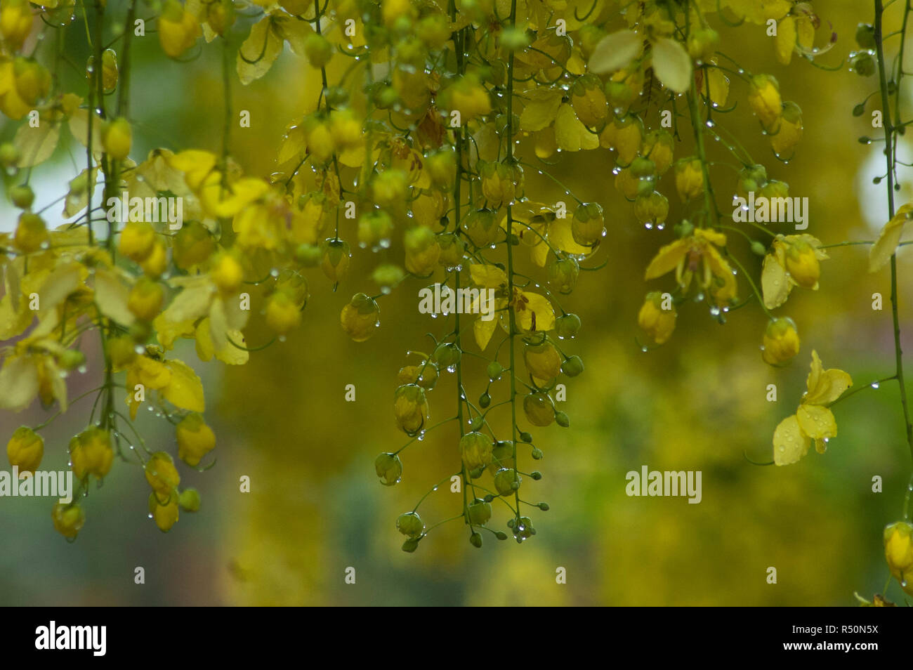 Sonalu flower hi-res stock photography and images - Alamy