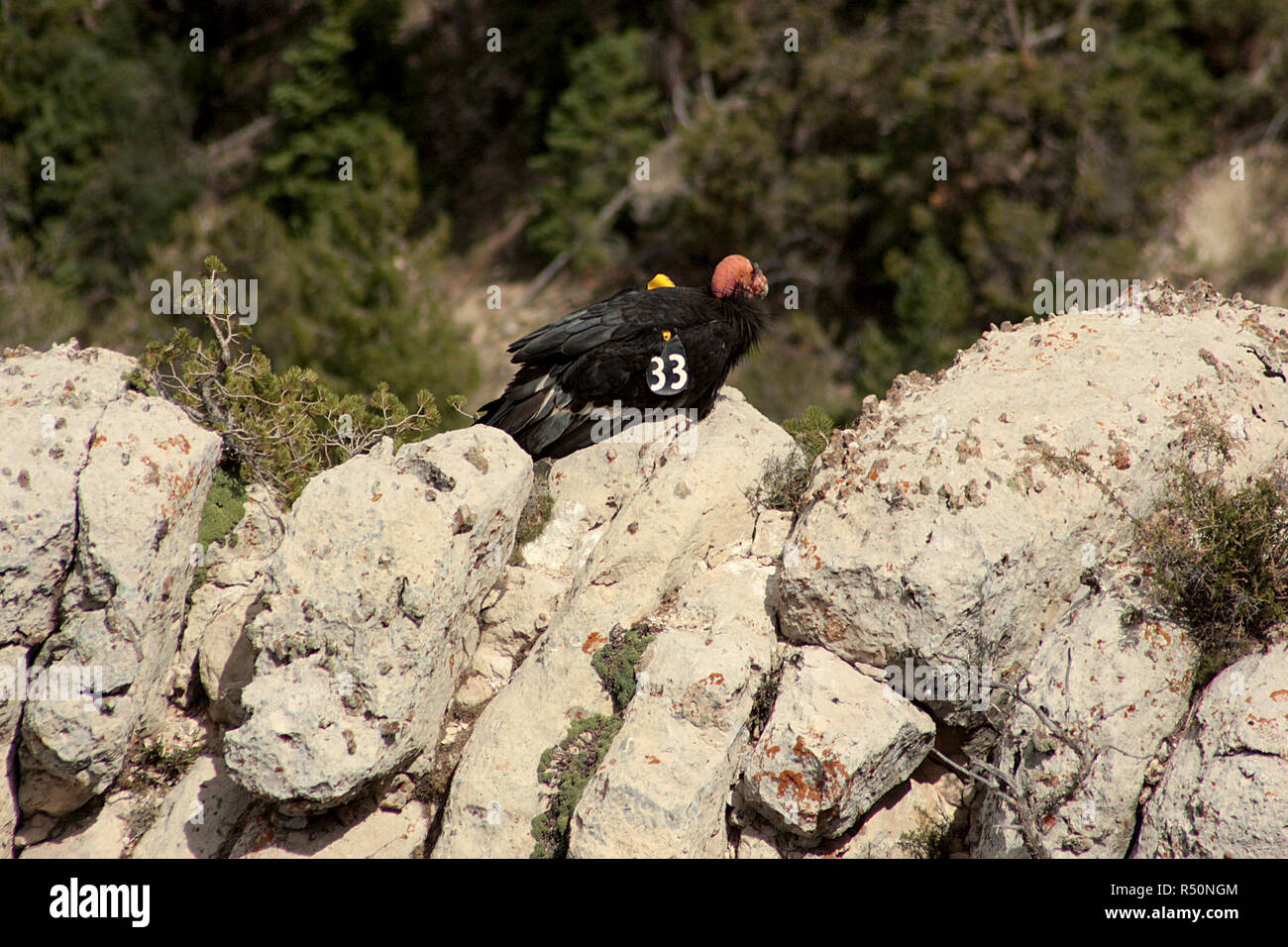 Condor grand canyon arizona hi-res stock photography and images - Alamy