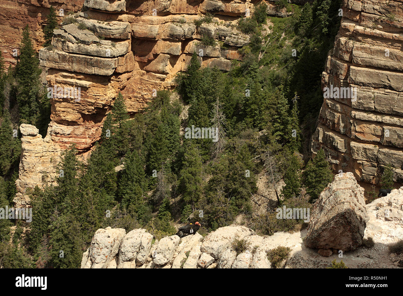 Pine trees growing on rocks in Grand Canyon, AZ, USA Stock Photo - Alamy