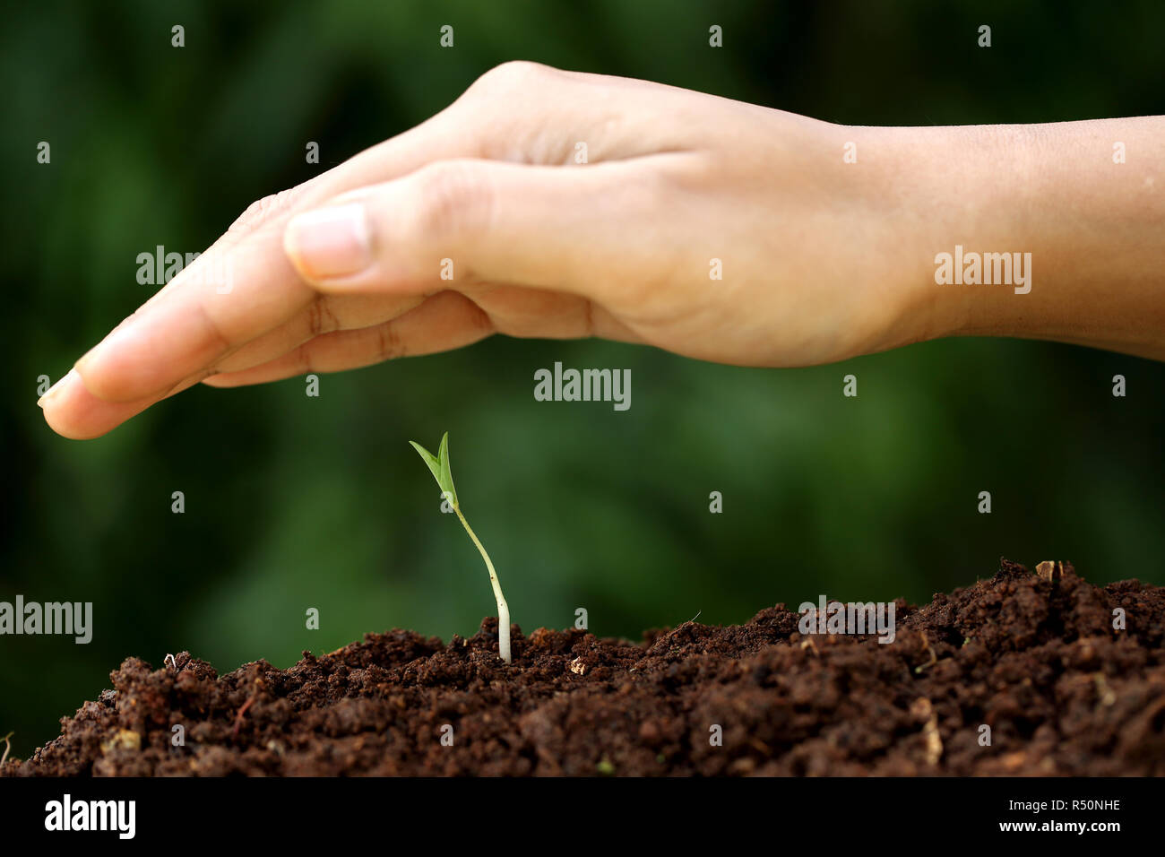 Plant growth-New beginnings Stock Photo - Alamy