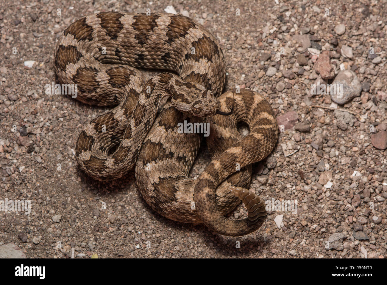 Lower California Rattlesnake (Crotalus enyo enyo) from Baja California ...