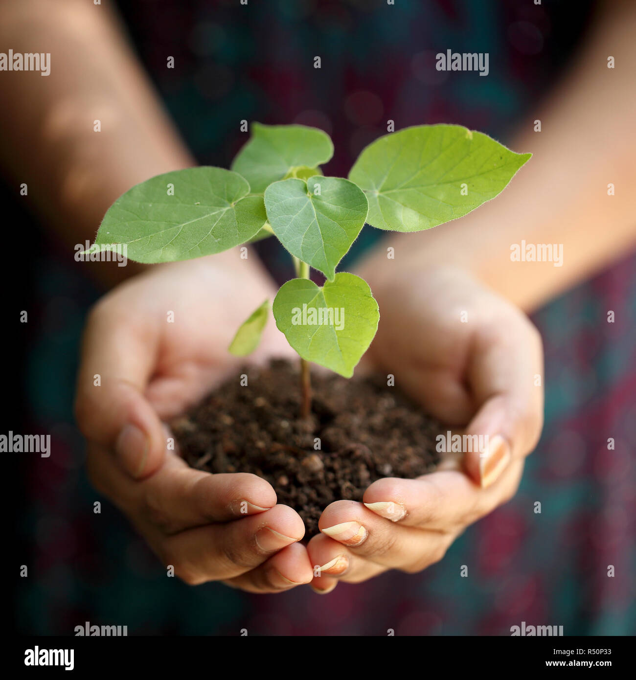 Hands holding young plant Stock Photo - Alamy