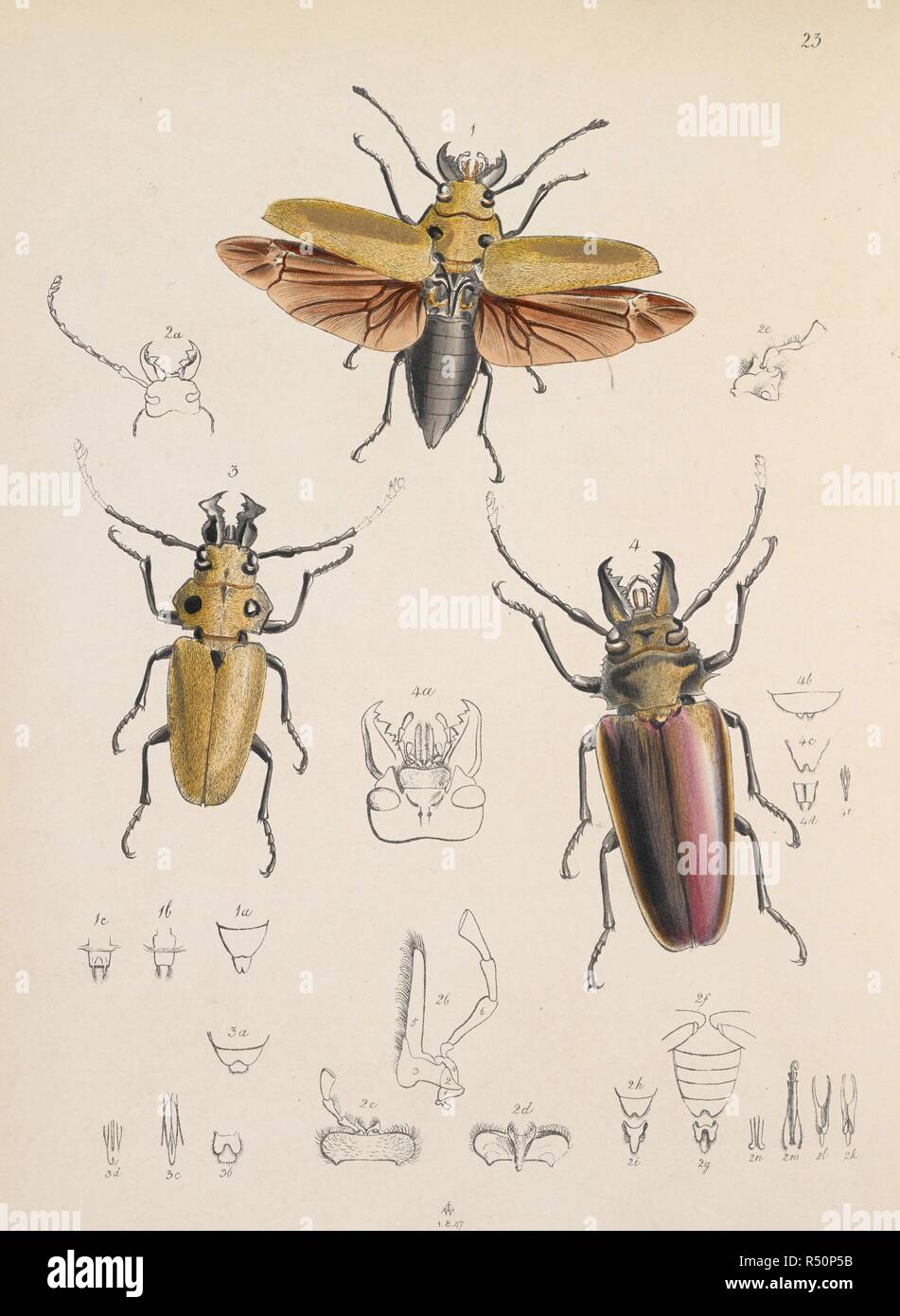 The insects of the order coleoptera hi-res stock photography and images ...