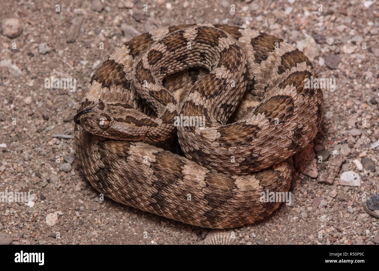 Lower California Rattlesnake (Crotalus enyo enyo) from Baja California ...