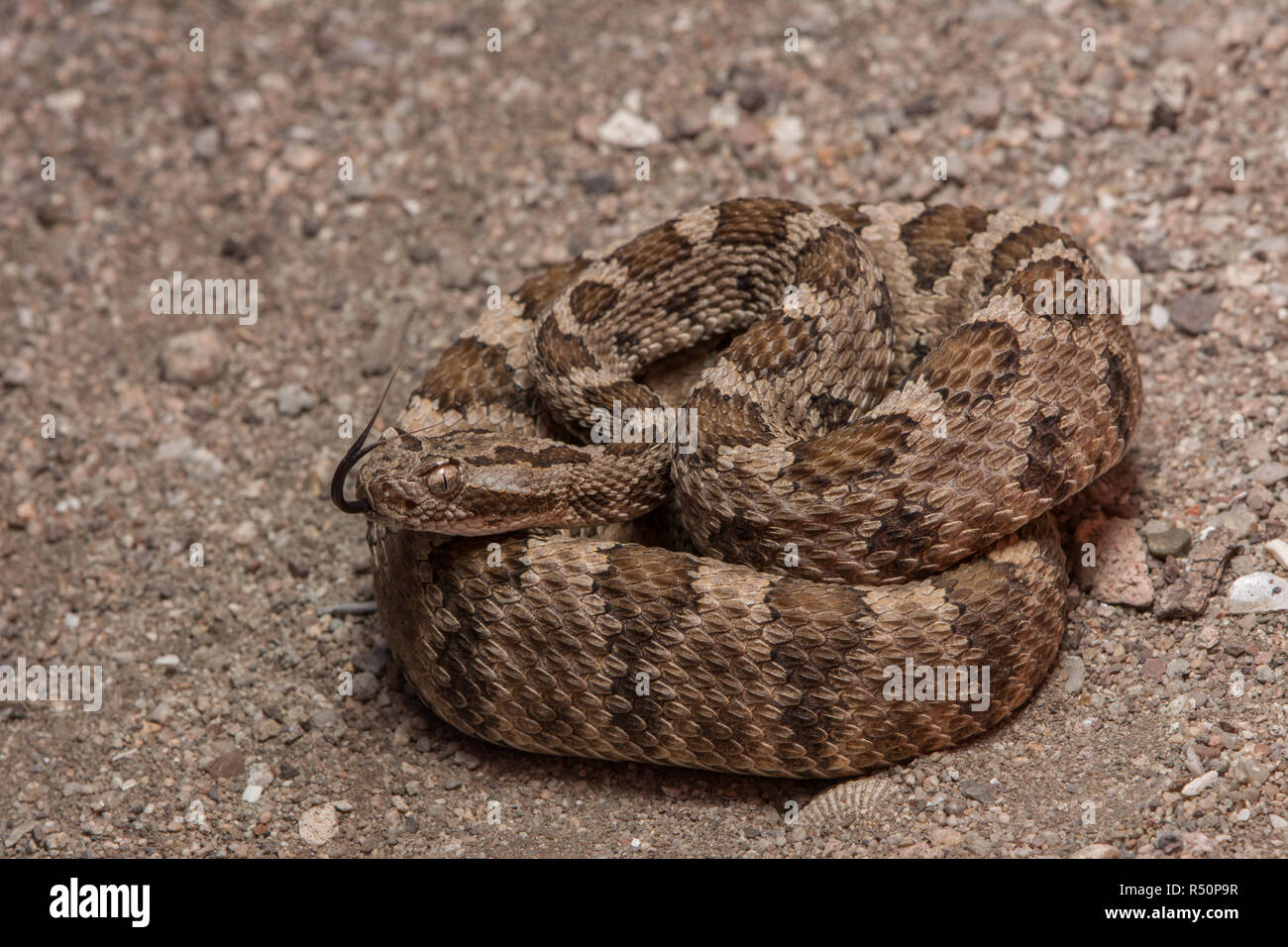 Lower California Rattlesnake (Crotalus enyo enyo) from Baja California ...