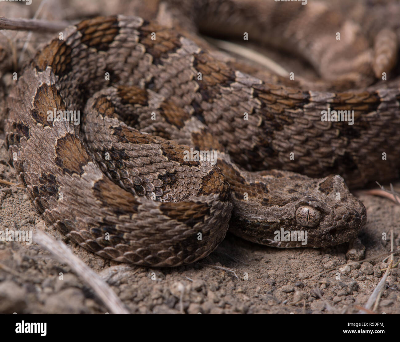 Lower California Rattlesnake (Crotalus enyo enyo) from Baja California ...