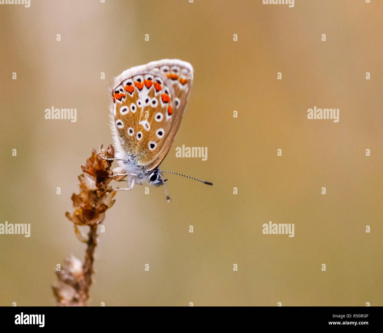 Common blue common blues female polyommatus icarus hi-res stock ...