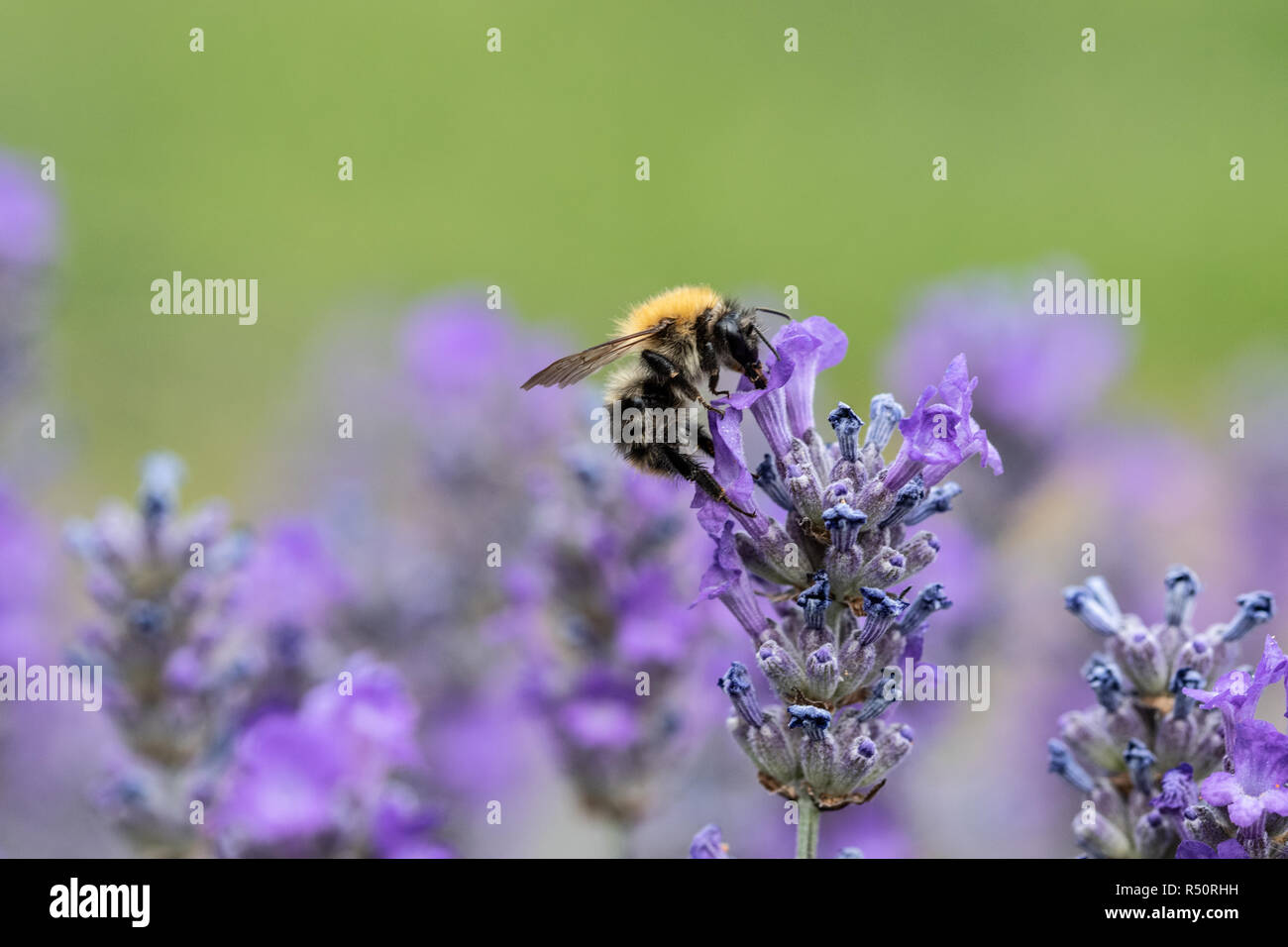 Lavender pollen hi-res stock photography and images - Alamy