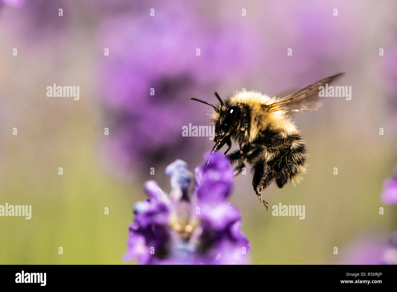 Honey bee lavender hi-res stock photography and images - Alamy