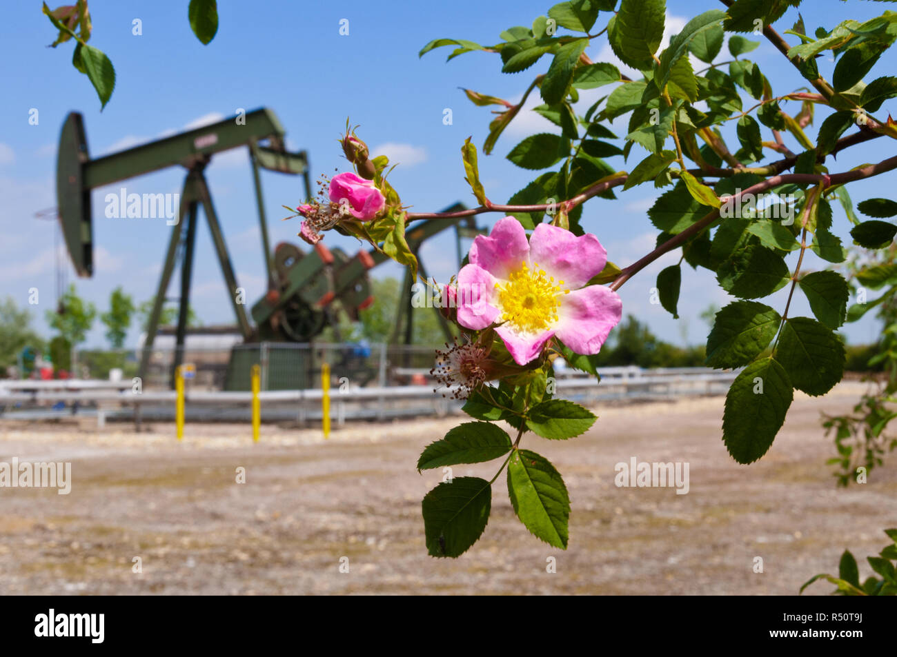 oil refinery with flowers Stock Photo - Alamy