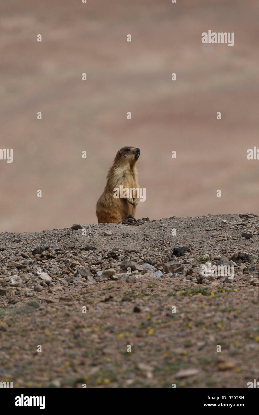 gopher small african mammal animal Stock Photo - Alamy