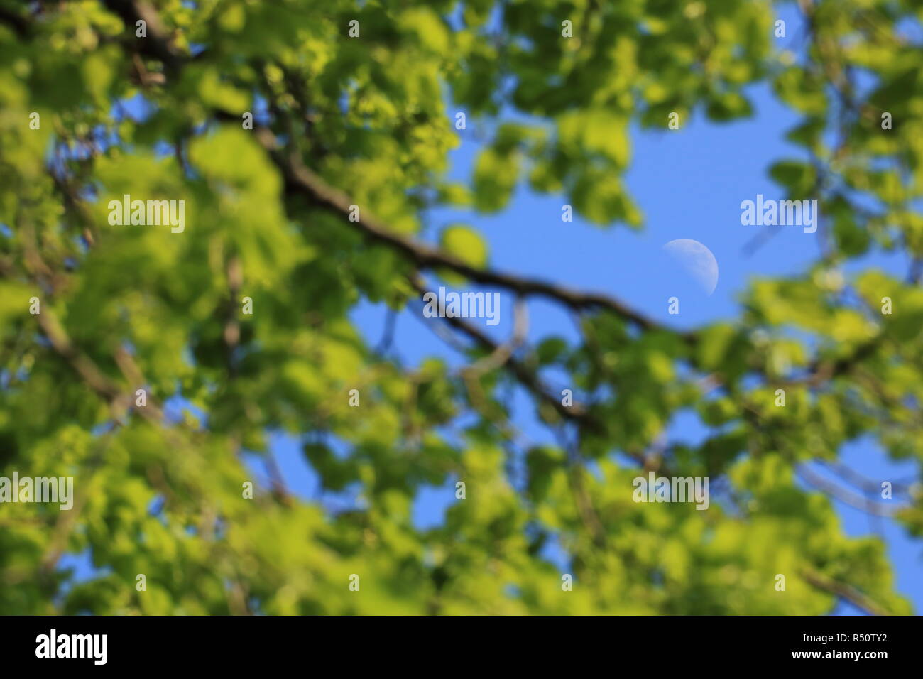 Vew on a bright day moon between tree branches Background: blue sky and ...