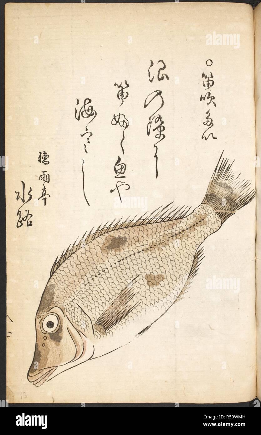 A fish. Umi no sachi [The Bounty of the Sea]. Edo [Tokyo], Japan, 1778 ...
