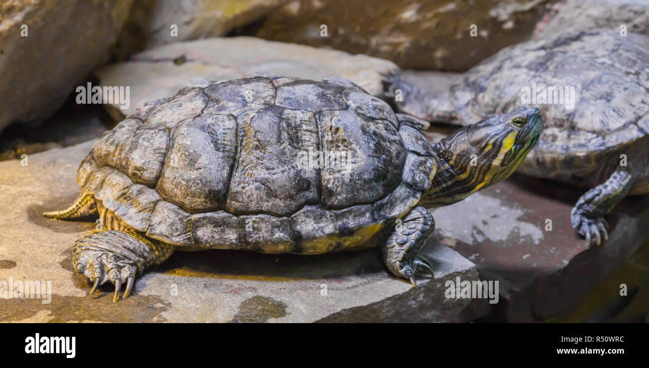 Cumberland slider turtle hi-res stock photography and images - Alamy