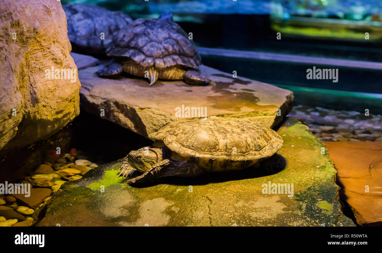 Cumberland slider turtle hi-res stock photography and images - Alamy