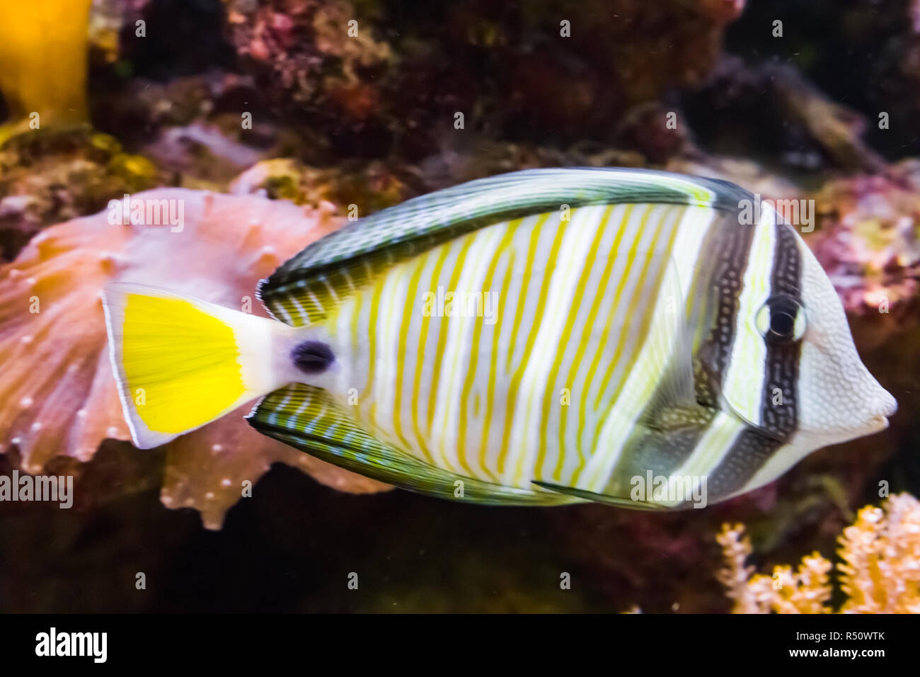 Sailfin tang fish in closeup, a tropical and colorful aquarium pet from ...