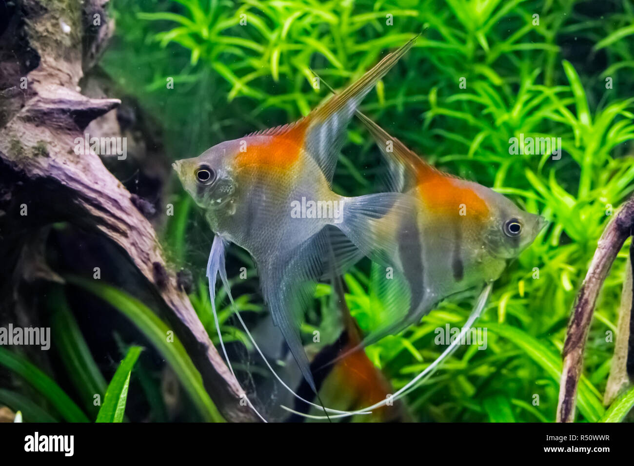 Freshwater Moon Fish