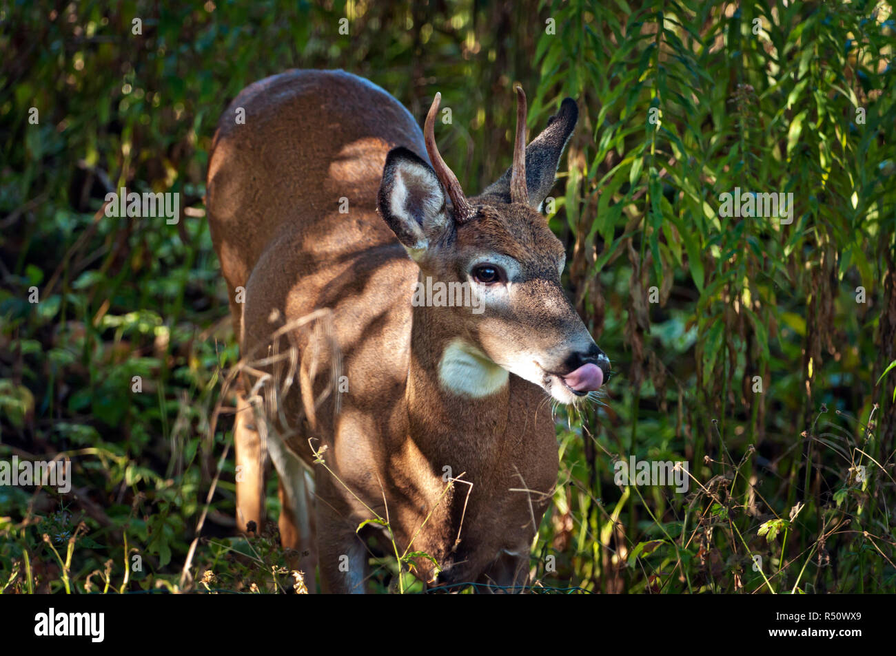 Lick licking lips hi-res stock photography and images - Alamy